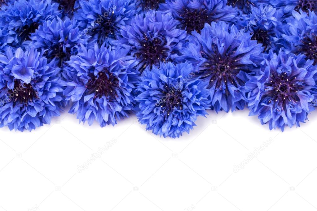 Blue Cornflowers border — Stock Photo © natika #123247014