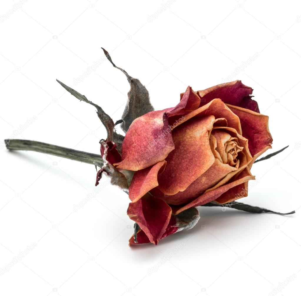 Dried rose flower Stock Photo by ©natika 123250792