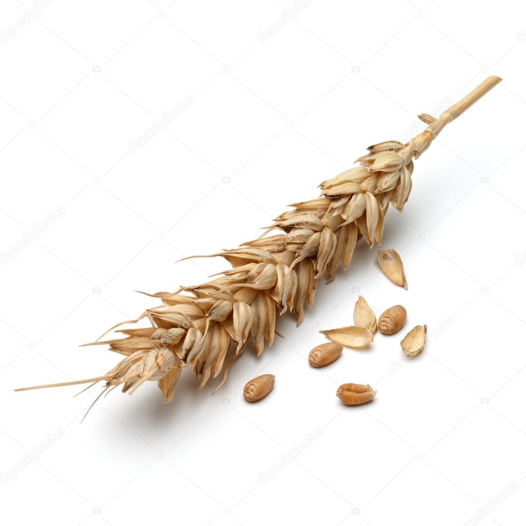 Ripe wheat ear Stock Photo by ©natika 92669326