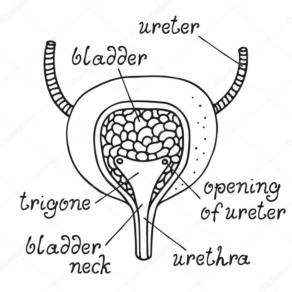 Bladder anatomy illustration, section Stock Vector Image by ©fandorina ...