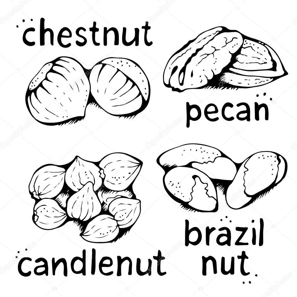 Hand drawn nuts set, vector illustration Stock Vector by ©fandorina ...