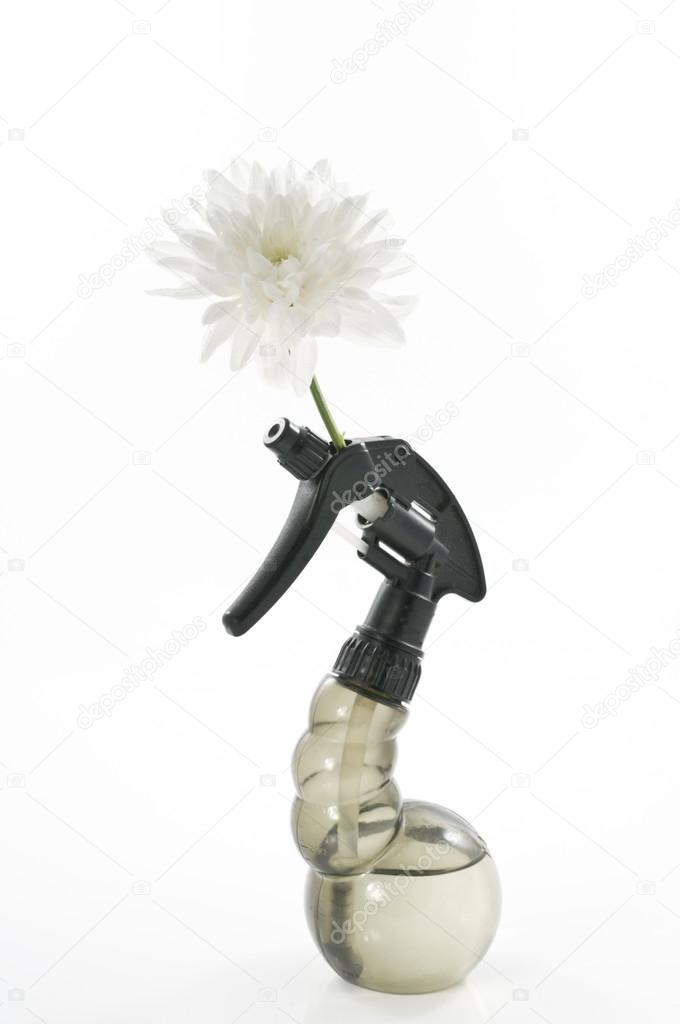 White chrysanthemum flower on a spray over white background. Stock ...