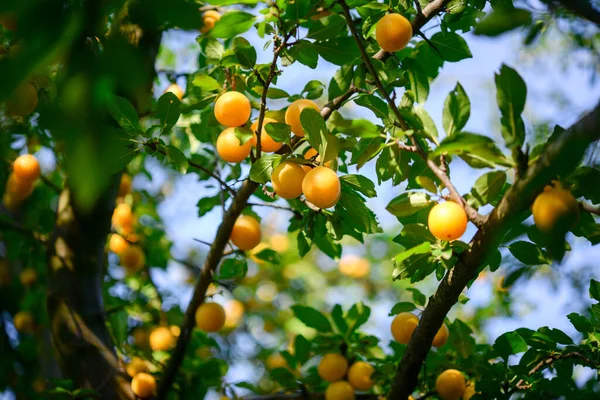 Free Tree background Images & Videos | Download on Depositphotos