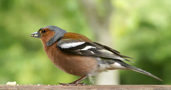 Manliga gemensamma bofink Stockfotografier, royaltyfria Manliga ...