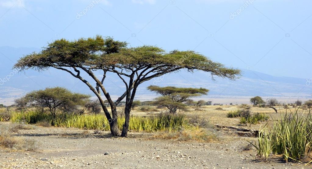 Acacia Tree In Africa