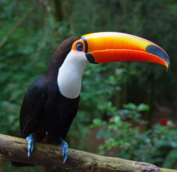 Colorful tucan in wild — Stock Photo © swisshippo #127161258