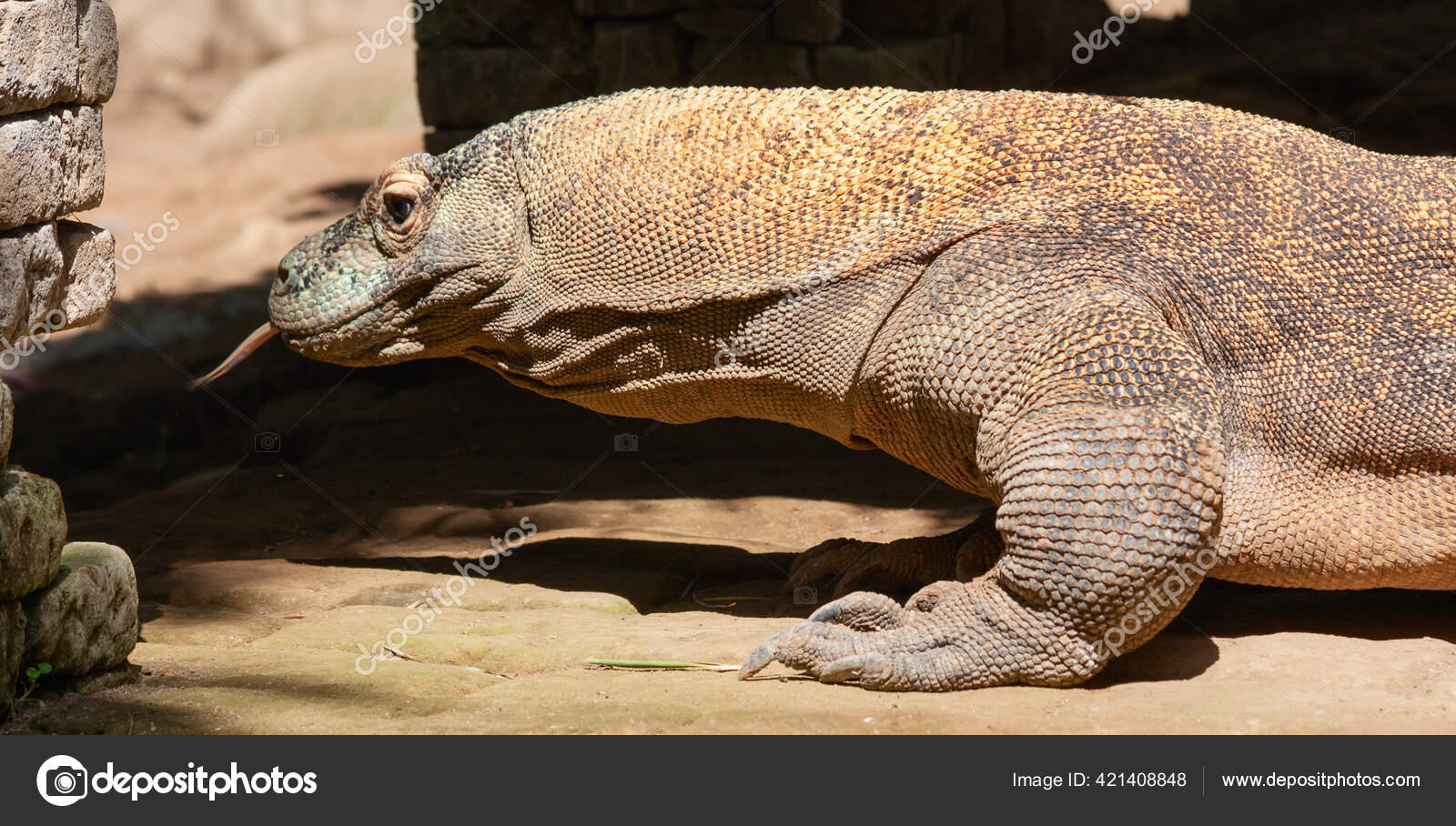 Worlds Largest Lizard