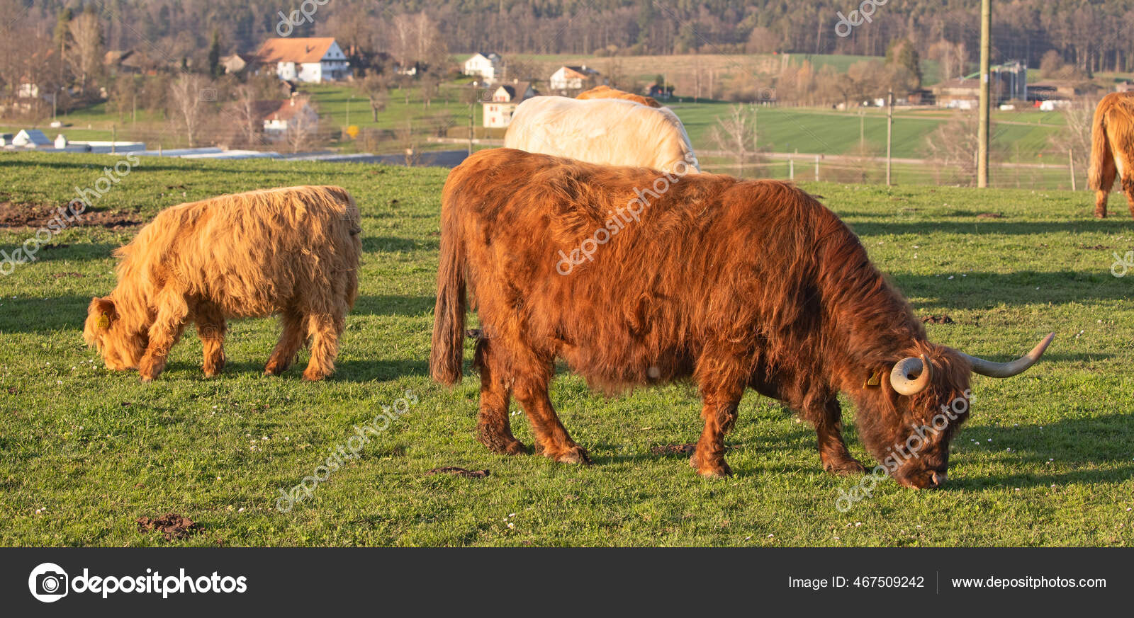 Vaca Pão Escocesa Gado Nas Terras Altas Fazenda Suíça fotos, imagens de ...