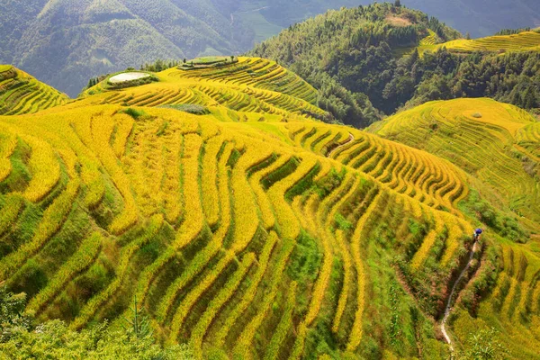 Longsheng Rice Terraces Dragons Backbone Also Known Longji Rice ...