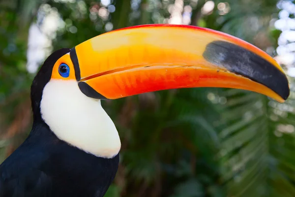 Toucan — Stock Photo © NataliGlado #17380617