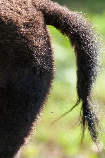 Bison Stock Photo by ©Ulf2010 84877990