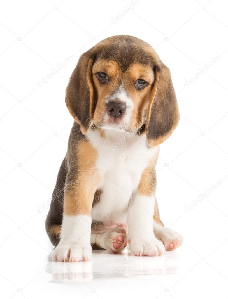 Are Beagle Puppies Lazy