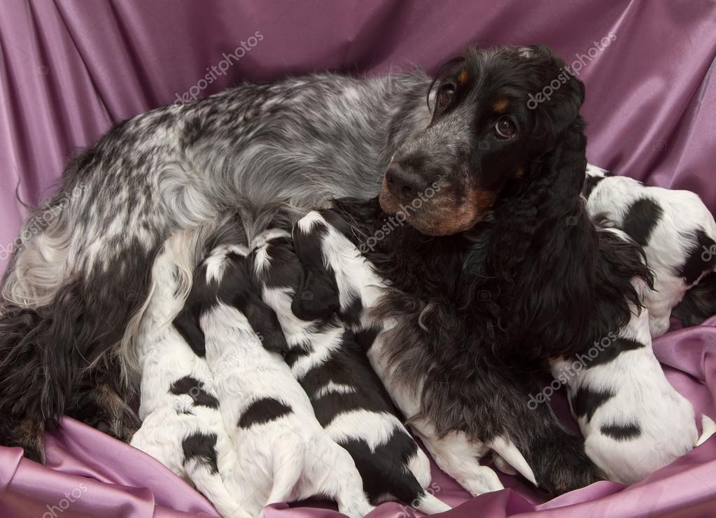 How Long Is The Pregnancy Of A Cocker Spaniel