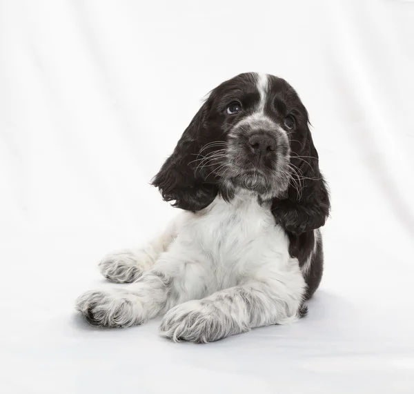Cocker Spaniel Hound Mix