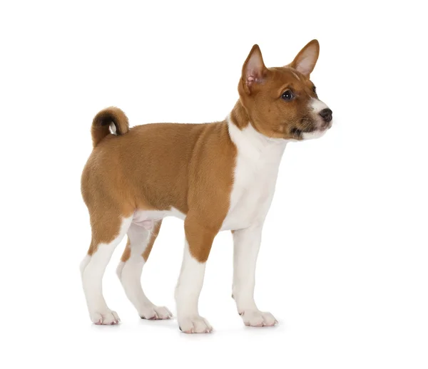 Purebred Basenji isolated on white background Stock Photo by ©alkir_dep ...