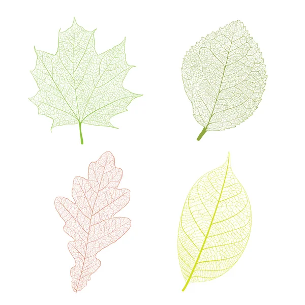 2,313 Skeleton leaf Vector Images | Depositphotos