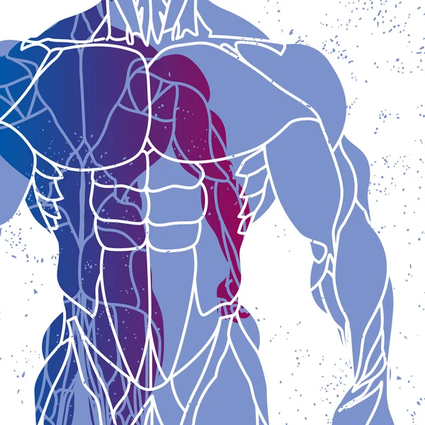 ᐈ Male torso anatomy stock vectors, Royalty Free male torso ...