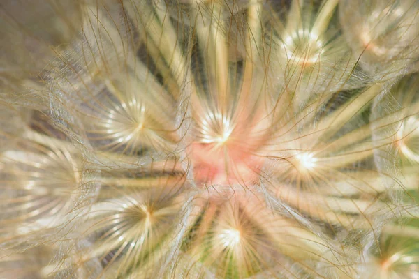 Dandelion seed background Stock Photos, Royalty Free Dandelion seed ...