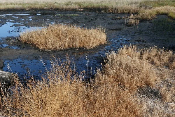 Tar pit Stock Photos, Royalty Free Tar pit Images | Depositphotos