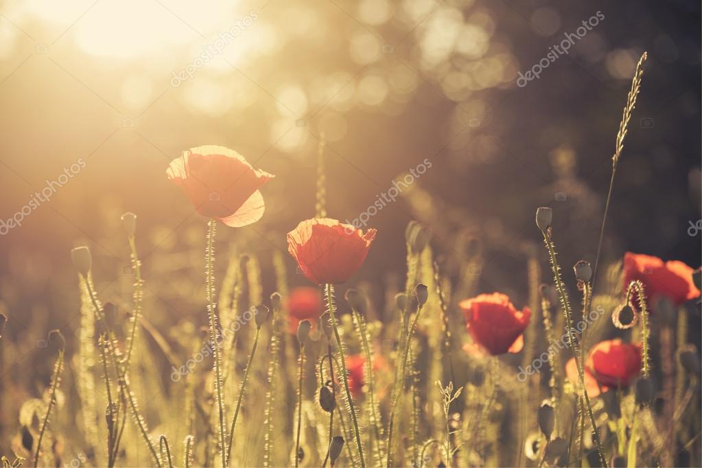Poppy field and sun rays — Stock Photo © hitdelight #113368088