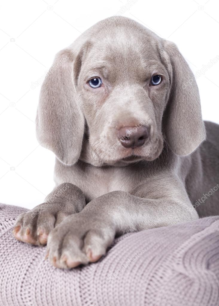 White weimaraner puppy | Weimaraner puppy on white — Stock Photo ...