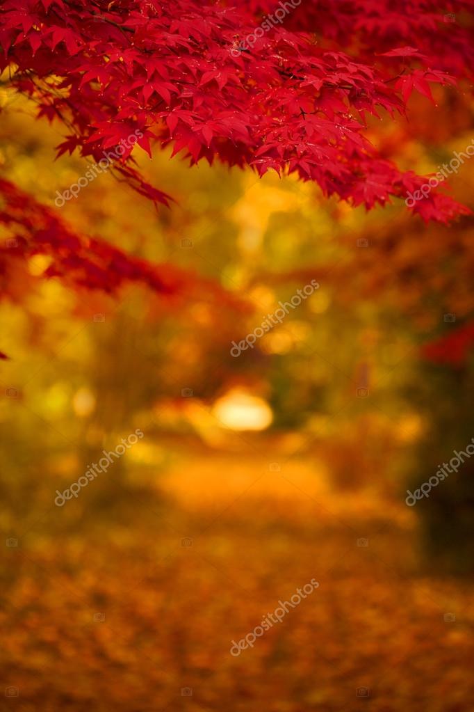Autumn park as nice natural background — Stock Photo © zoomteam #116225312