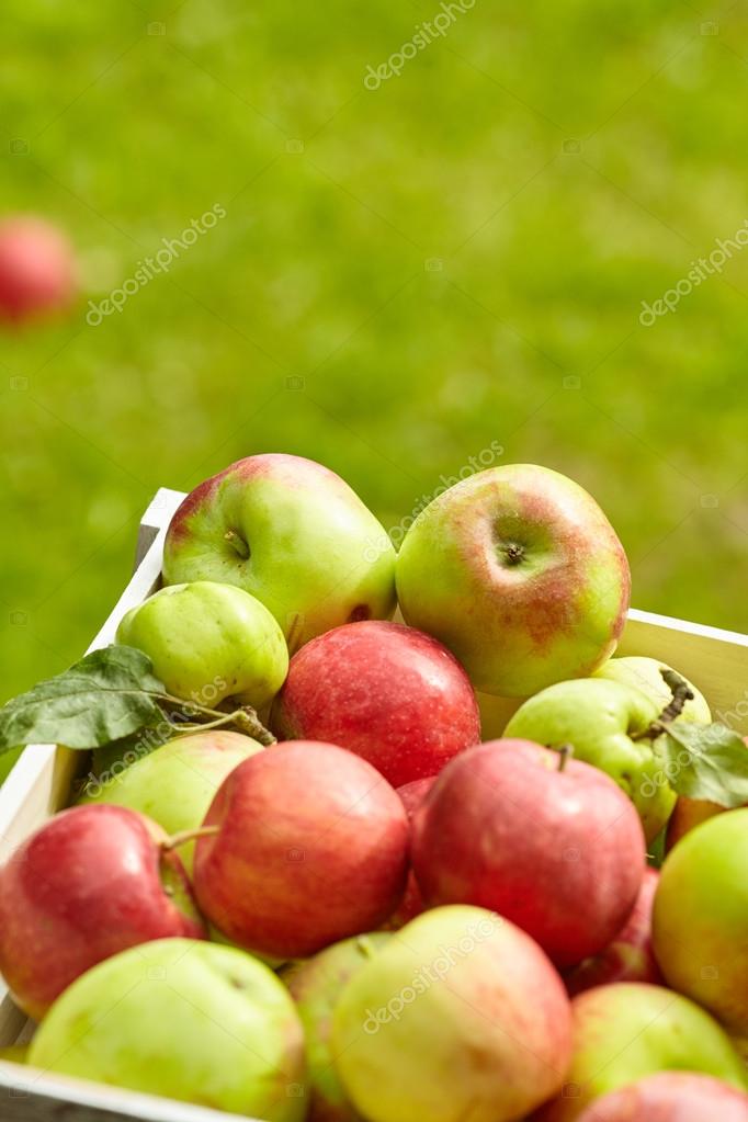 Beautiful apples on garden background Stock Photo by ©zoomteam 121025894