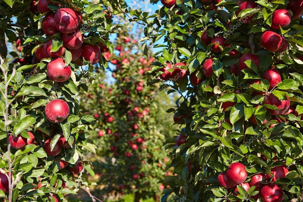 Manzanas rojas en los árboles 2025