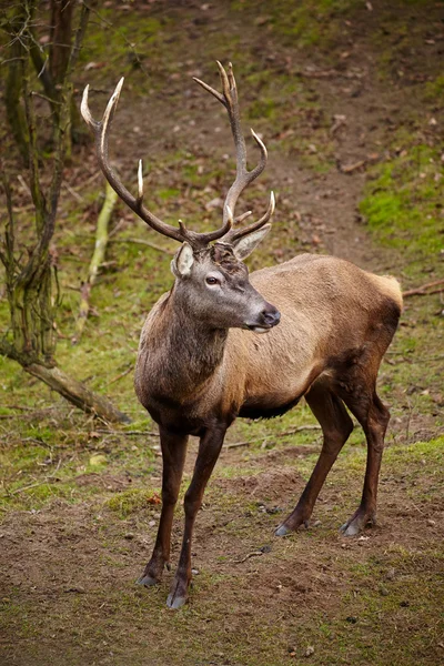 Stag in forest | Deer stag in forest landscape in Autumn — Stock Photo ...