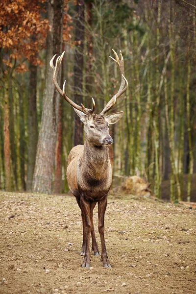 Stag in forest | Deer stag in forest landscape in Autumn — Stock Photo ...