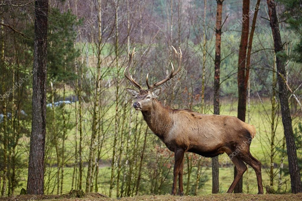 Stag in forest | Deer stag in forest landscape in Autumn — Stock Photo ...