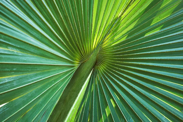 Palm leaf structure — Stock Photo © zoomteam #64153287