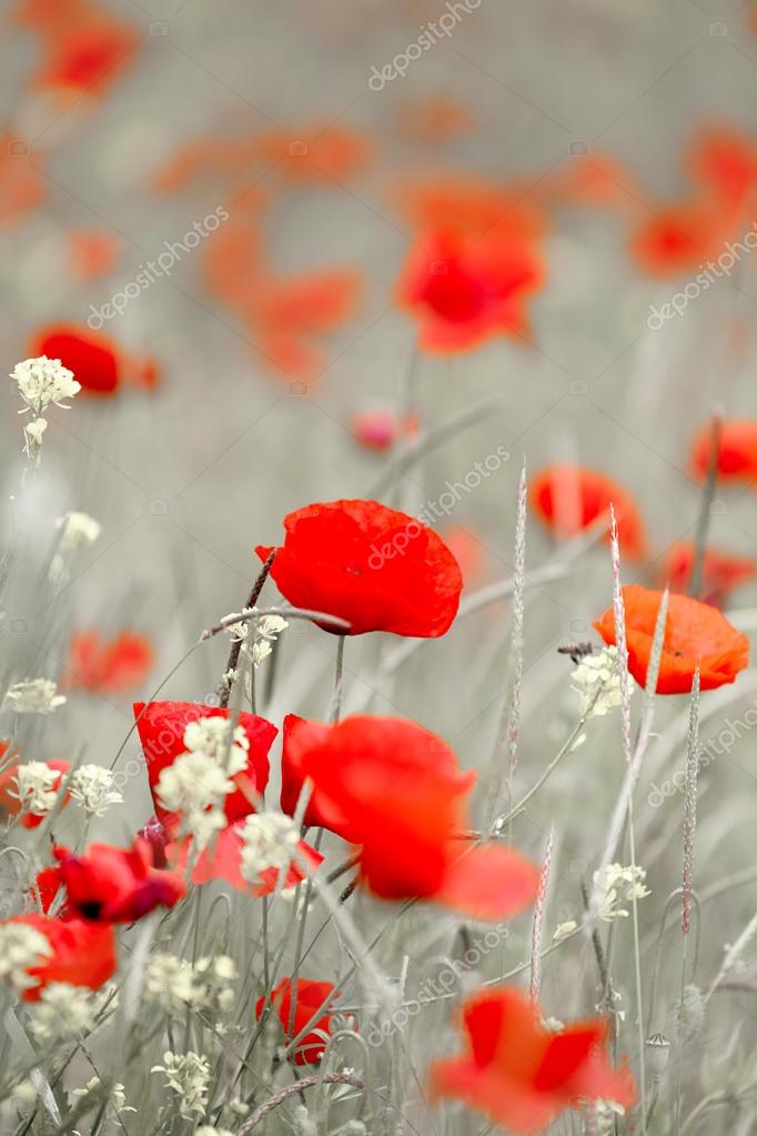 Wild red poppy Stock Photo by ©zoomteam 68184839