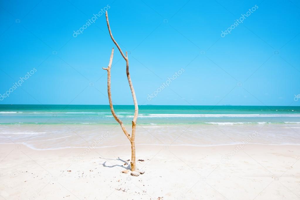 Dead tree on beautiful beach — Stock Photo © hydromet #99037890