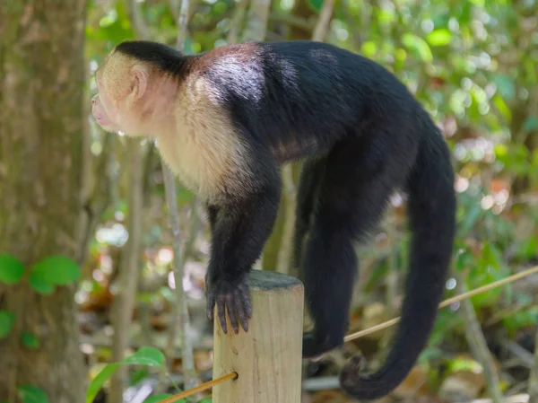 Costa Rica Capuchin Monkey Stock Photo by ©kengoru 94734192
