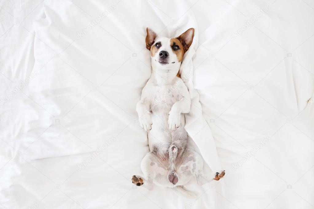 What Do Tenterfield Terrier Like To Sleep On