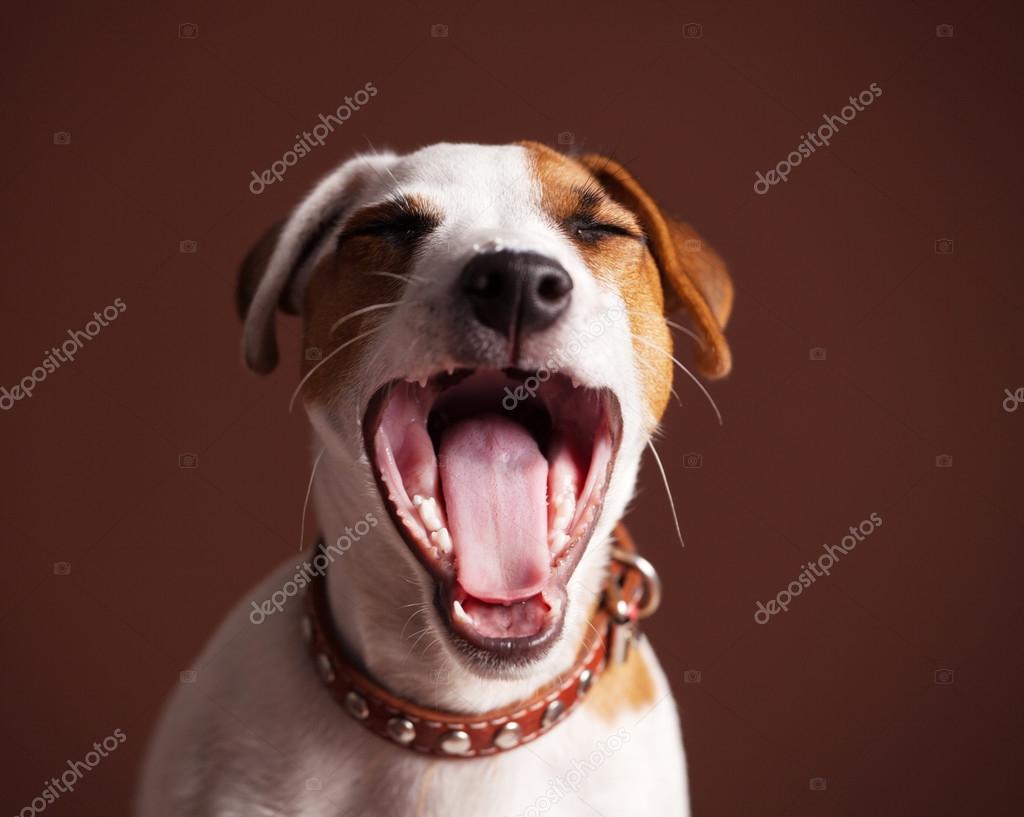 Laughing dog — Stock Photo © TatyanaGl #85617236