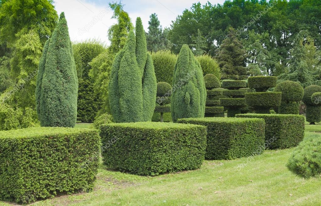 Garden Topiary | Fasci Garden