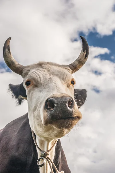 Vaca volando Stock Photos, Royalty Free Vaca volando Images | Depositphotos