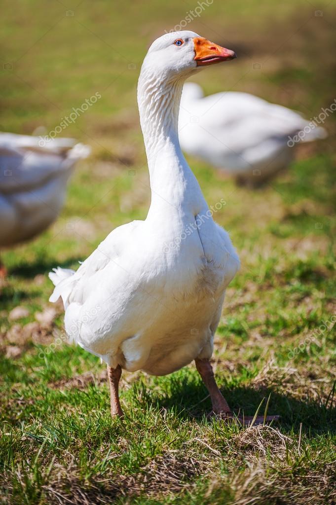 Beautiful White Goose