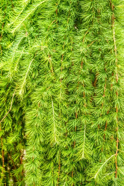 Beautiful larch Stock Photos, Royalty Free Beautiful larch Images ...