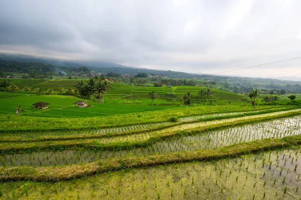 Rice fields indonesia Stock Photos, Royalty Free Rice fields indonesia ...