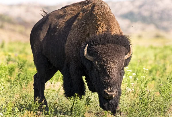 The Iconic Wild Western Symbol - the American Bison (or Buffalo) on the ...