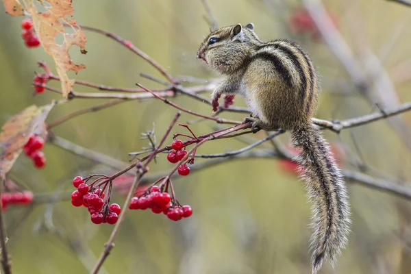 Chipmunk up close Stock Photos, Royalty Free Chipmunk up close Images ...