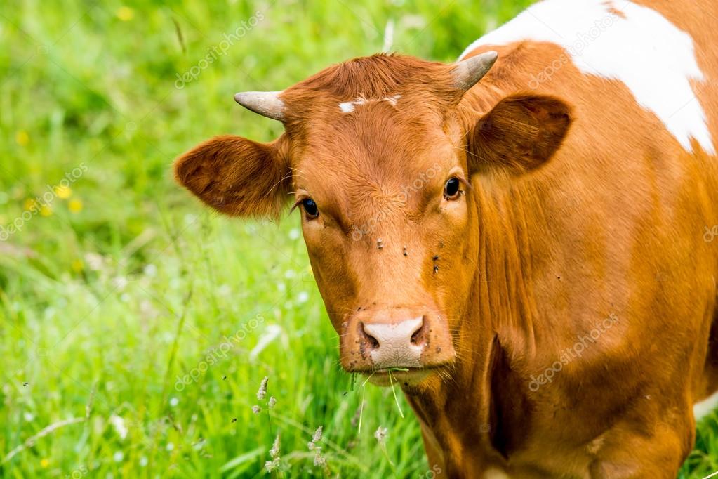 Vache rouge dans un pâturage vert sur l'exploitation bovine image libre ...
