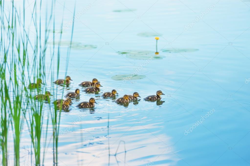 Small ducklings swimming on river Stock Photo by ©dovapi 108370440