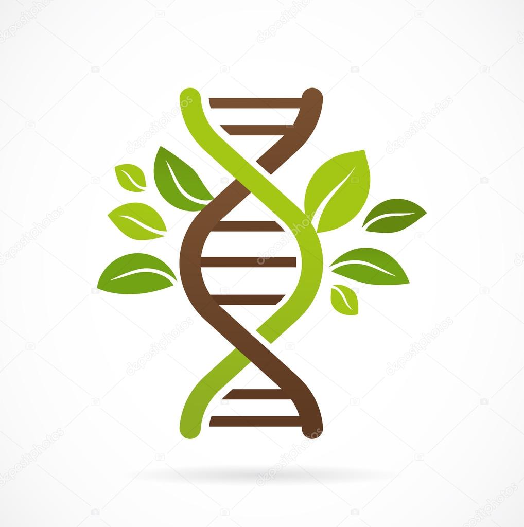 DNA tree with leaves — Stock Vector © marish #90375014