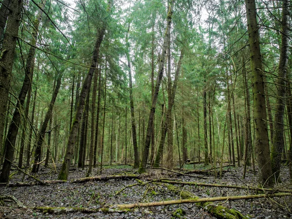 Grandes bosques Stock Photos, Royalty Free Grandes bosques Images ...