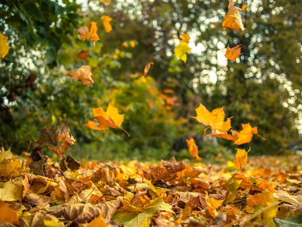 Leaves falling from tree Stock Photos, Royalty Free Leaves falling from ...