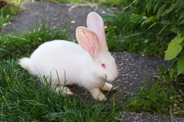 Funny white rabbit in grass. Stock Photo by ©piotr_marcinski 70484677